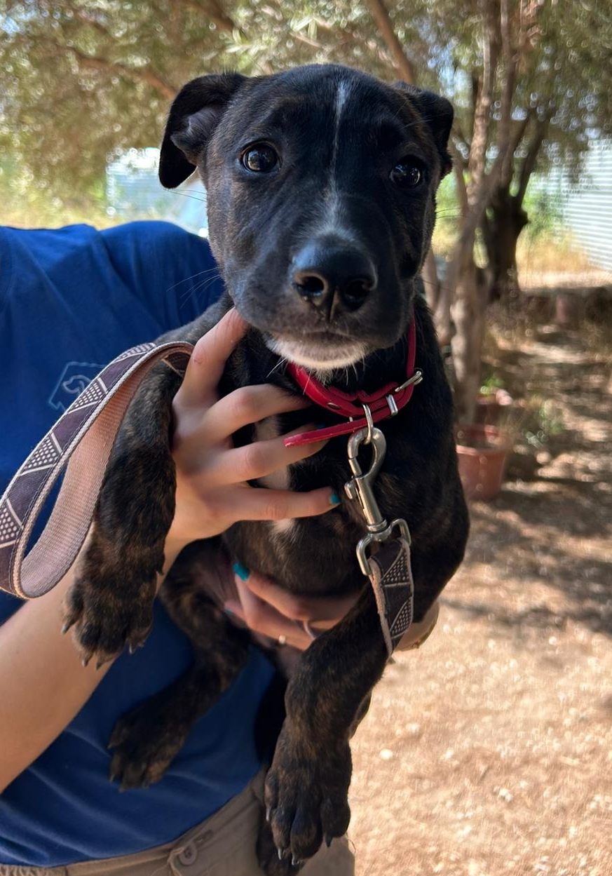 Mascota De Stanford 2023